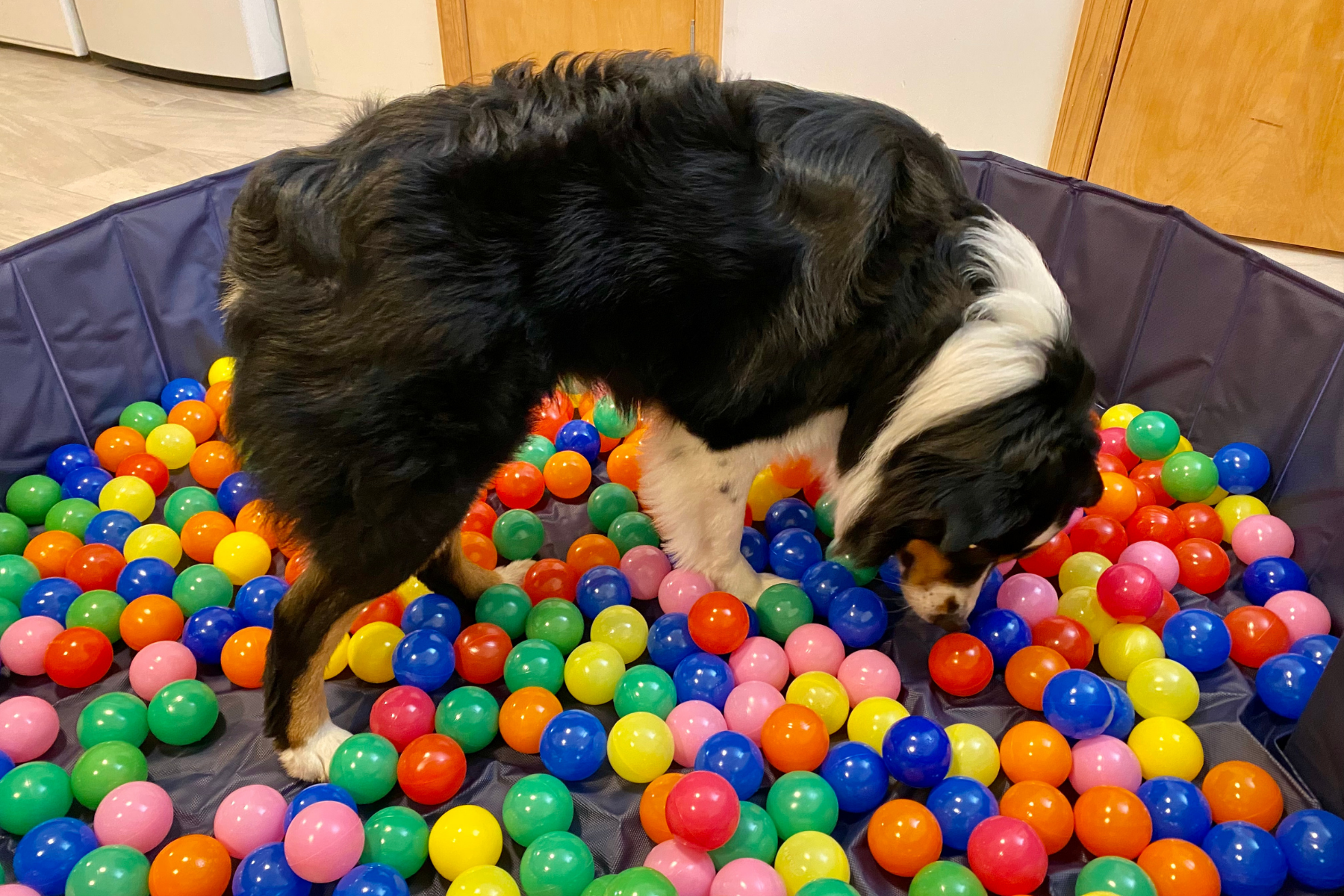 5 Simple Games To Play At Your Pet Business Event | Pet Boss Nation